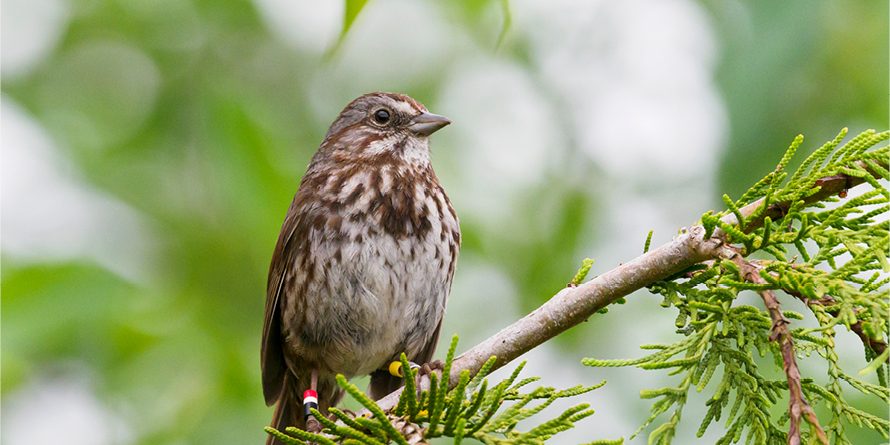 Birdwatching in the Pacific Northwest | Sno-Isle Libraries