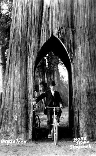 The Snohomish bicycle tree | Sno-Isle Libraries