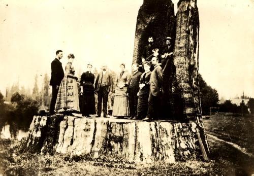 Dancing on a Cedar Stump | Sno-Isle Libraries